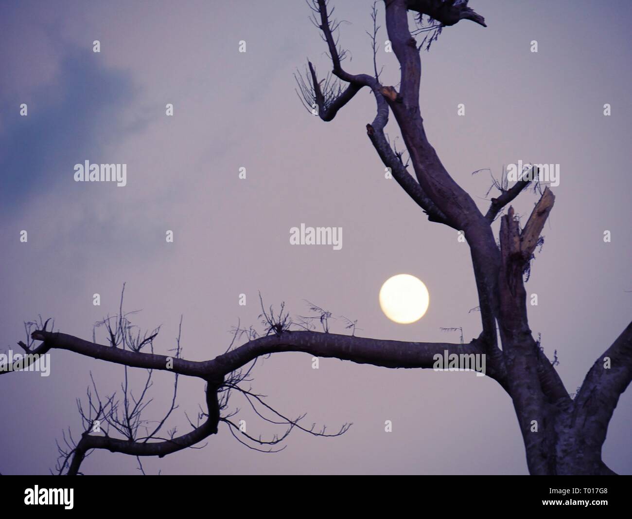 Full moon in light background framed by a dead tree Stock Photo - Alamy