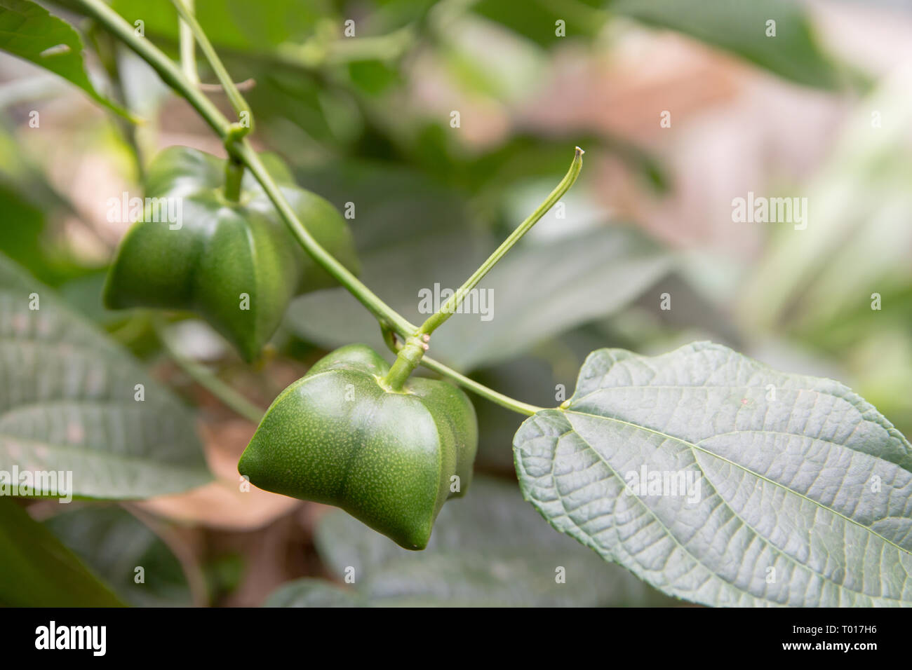 unripe green sacha inchi hanging from a sacha inchi tree Stock Photo ...