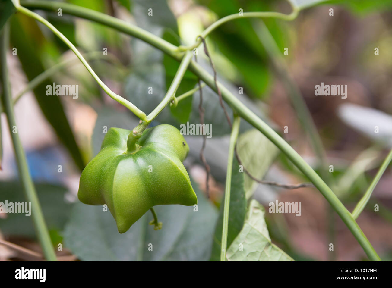 unripe green sacha inchi hanging from a sacha inchi tree Stock Photo ...