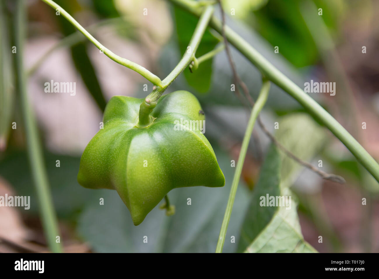 unripe green sacha inchi hanging from a sacha inchi tree Stock Photo ...