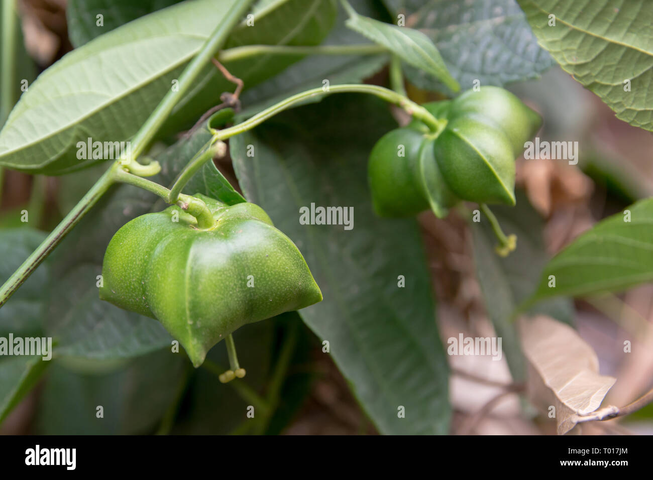 unripe green sacha inchi hanging from a sacha inchi tree Stock Photo ...