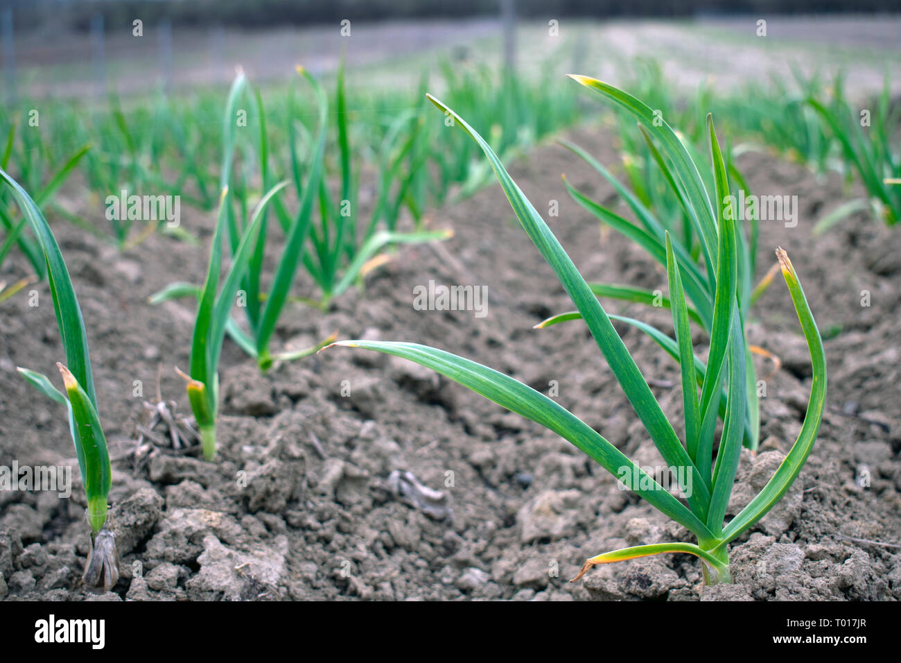 Garlic field after spring cultivation Stock Photo - Alamy