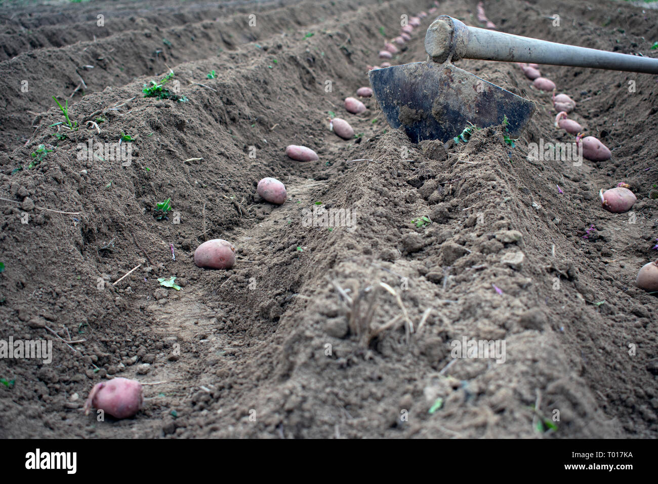 Field of potatoes in trenches ready to be filled with soil, spring ...