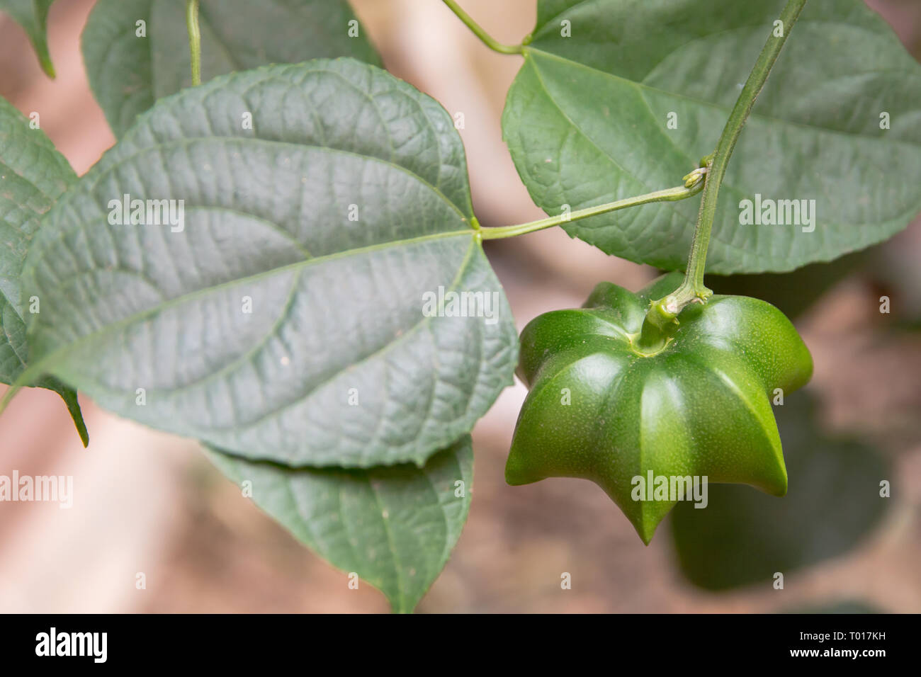 unripe green sacha inchi hanging from a sacha inchi tree Stock Photo ...
