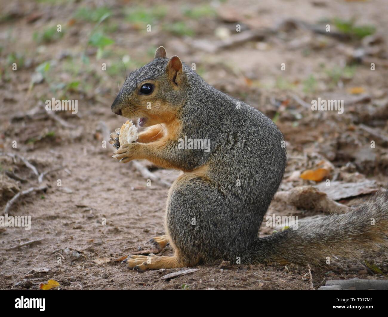 Little brown squirrel sitting side view eating a piece of bread Stock ...