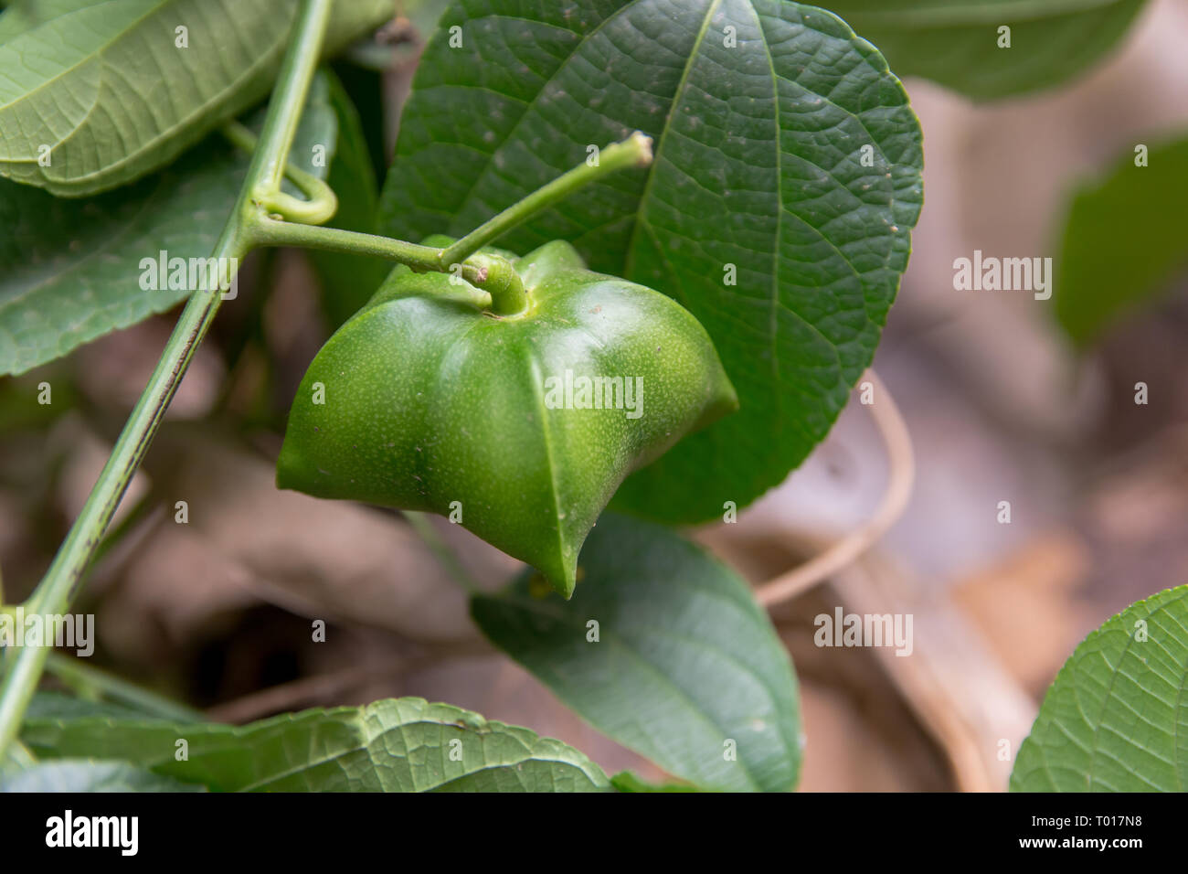 unripe green sacha inchi hanging from a sacha inchi tree Stock Photo ...