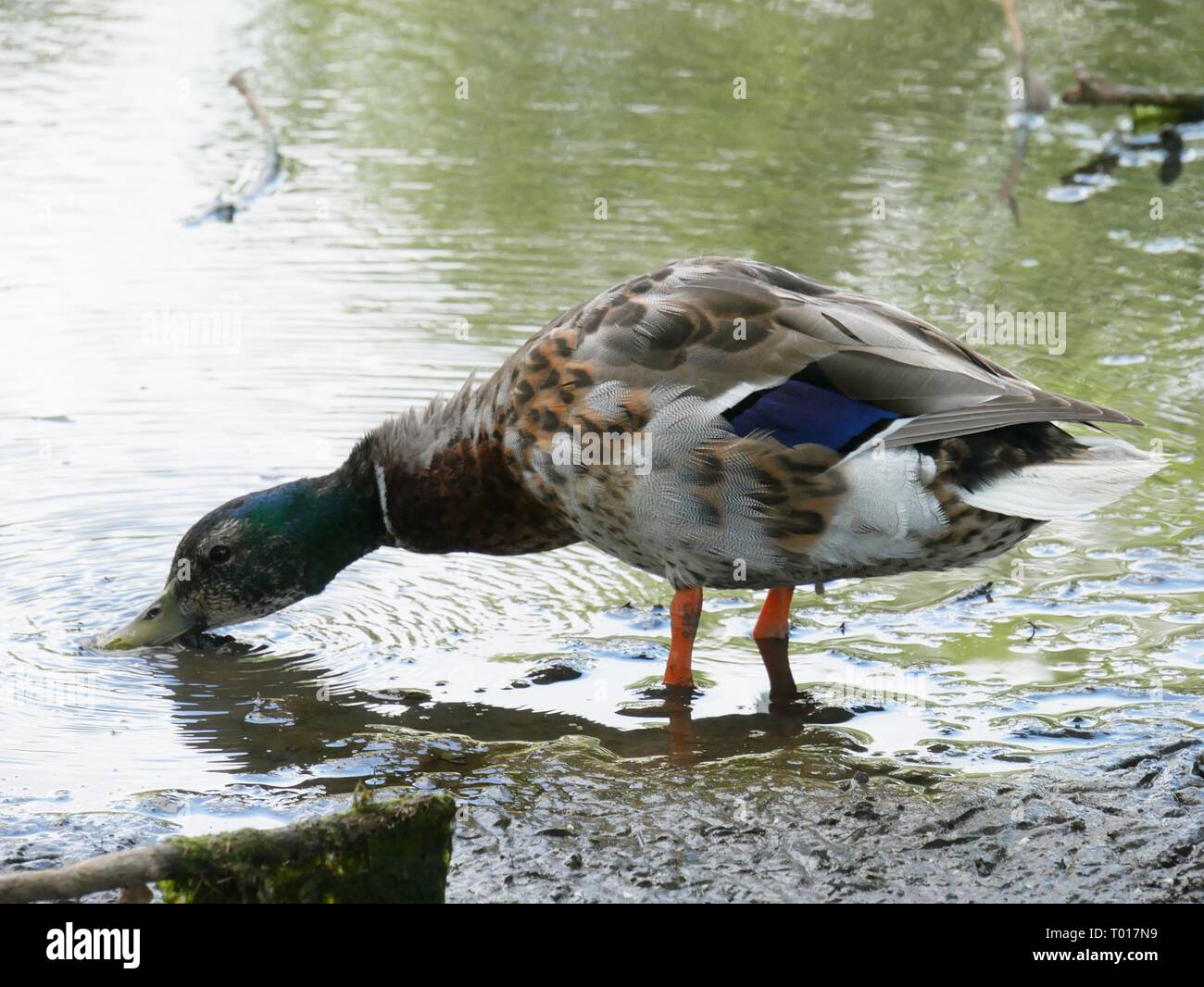 Pondside ducks hi-res stock photography and images - Alamy
