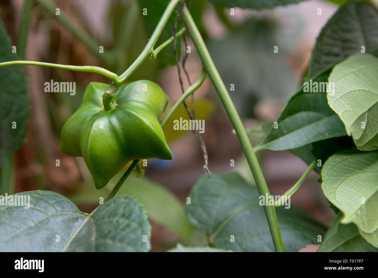 unripe green sacha inchi hanging from a sacha inchi tree Stock Photo ...