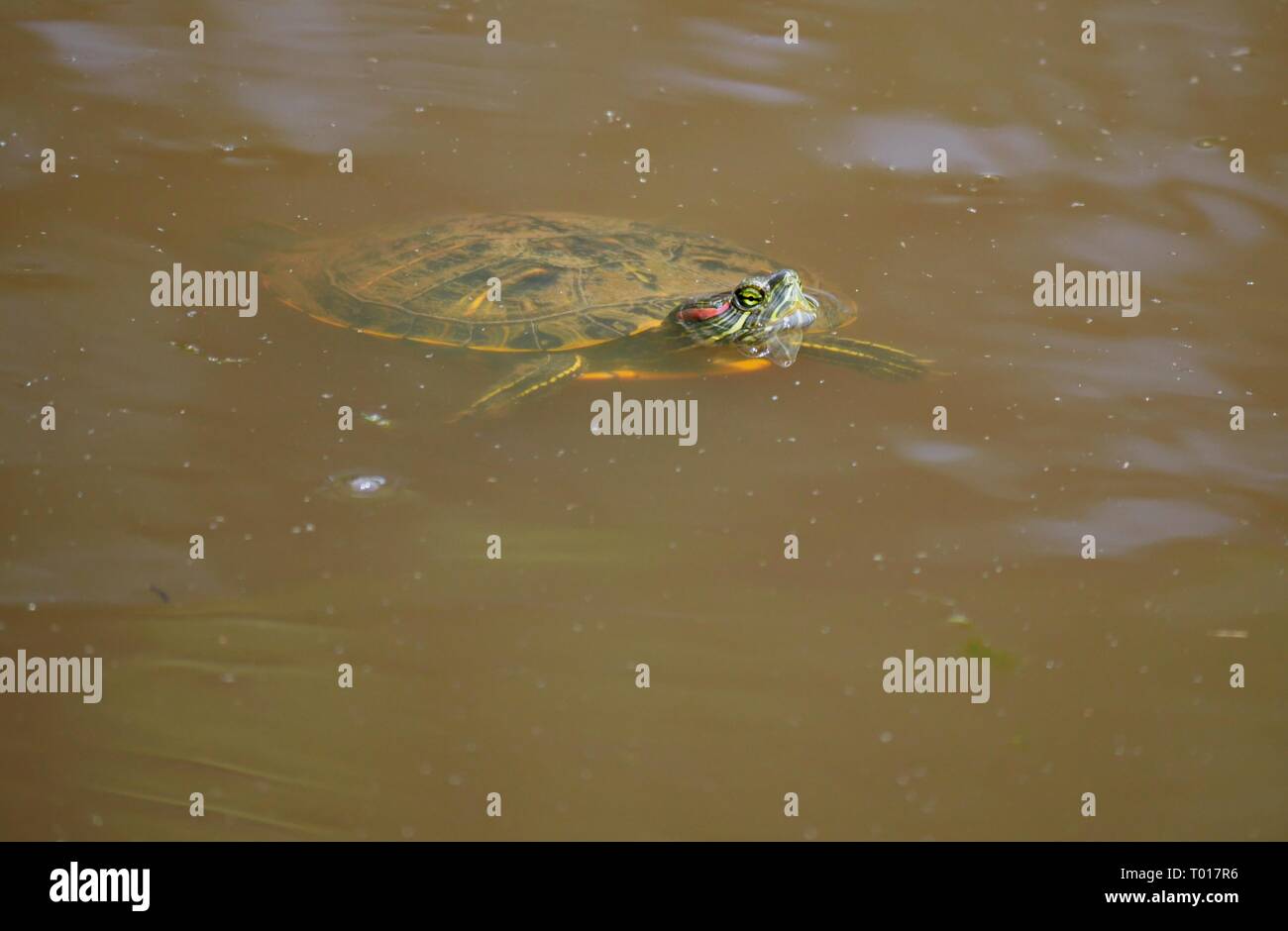 Green turtle swimming in very murky waters, facing semi-sideways Stock ...