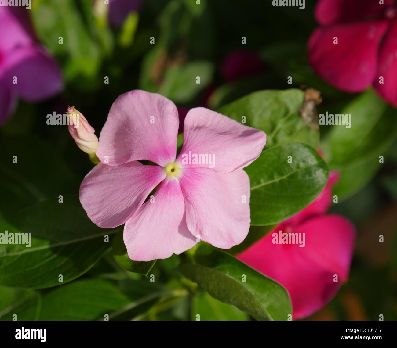 Close-up of a nayantara flower growing in the garden Also called ...