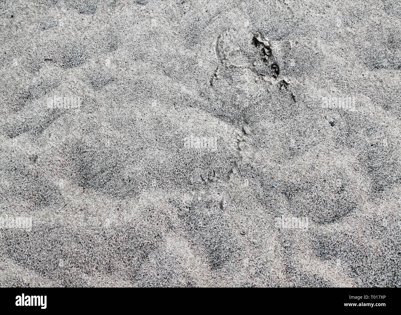 Close up of surface of sand at the baltic sea beach in high resolution ...
