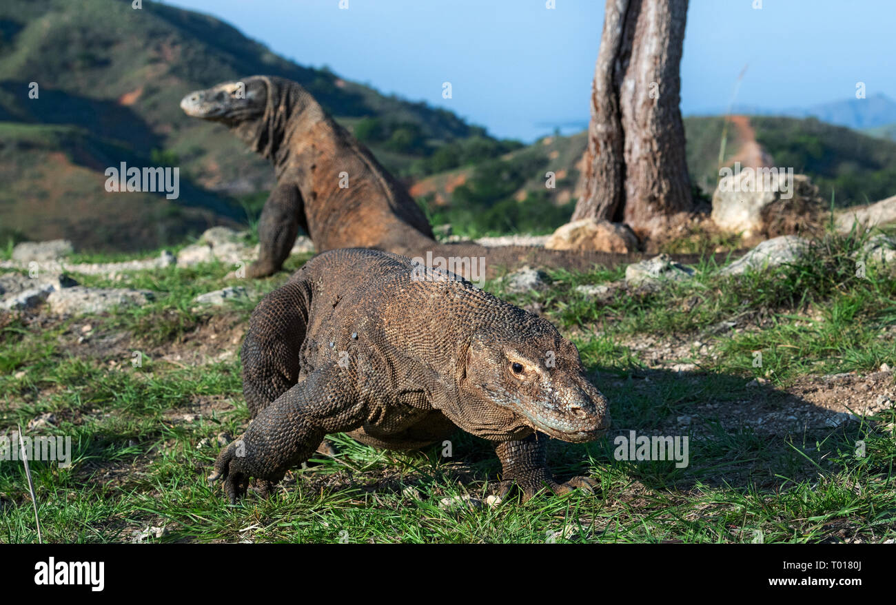 Walk of Komodo Dragon. Scientific name: Varanus komodoensis. Natural ...