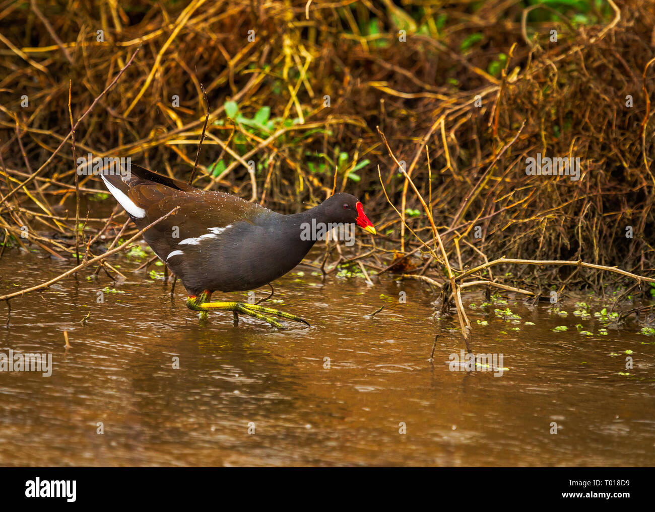 Moorhens hi-res stock photography and images - Alamy
