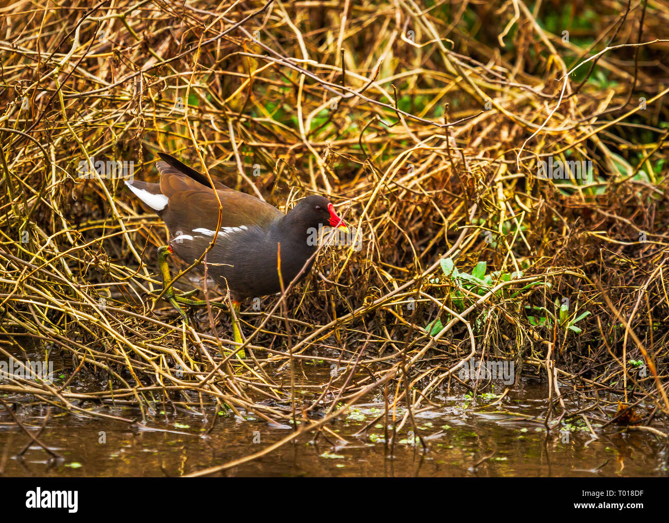 Black moorhens hi-res stock photography and images - Alamy