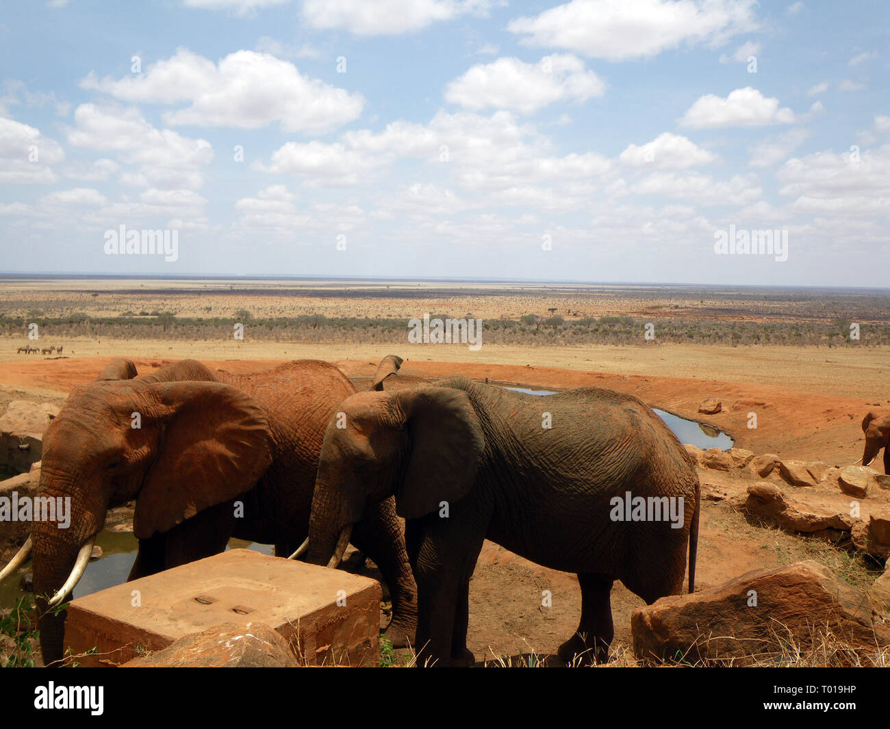 Elephants in Tsavo park, Kenya Stock Photo - Alamy