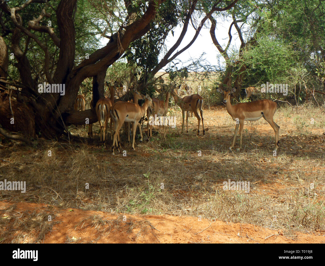 Herd of impala Stock Photo - Alamy