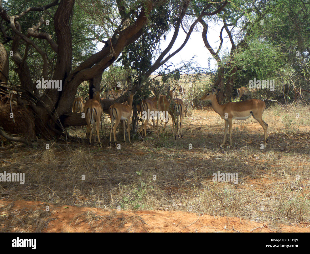 Herd of impala Stock Photo - Alamy