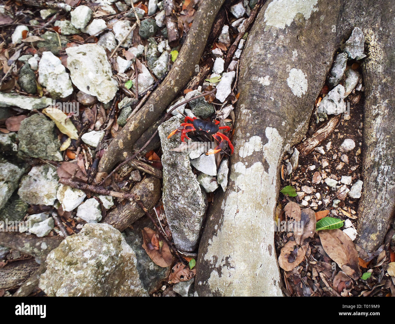 Rare red crab Stock Photo - Alamy