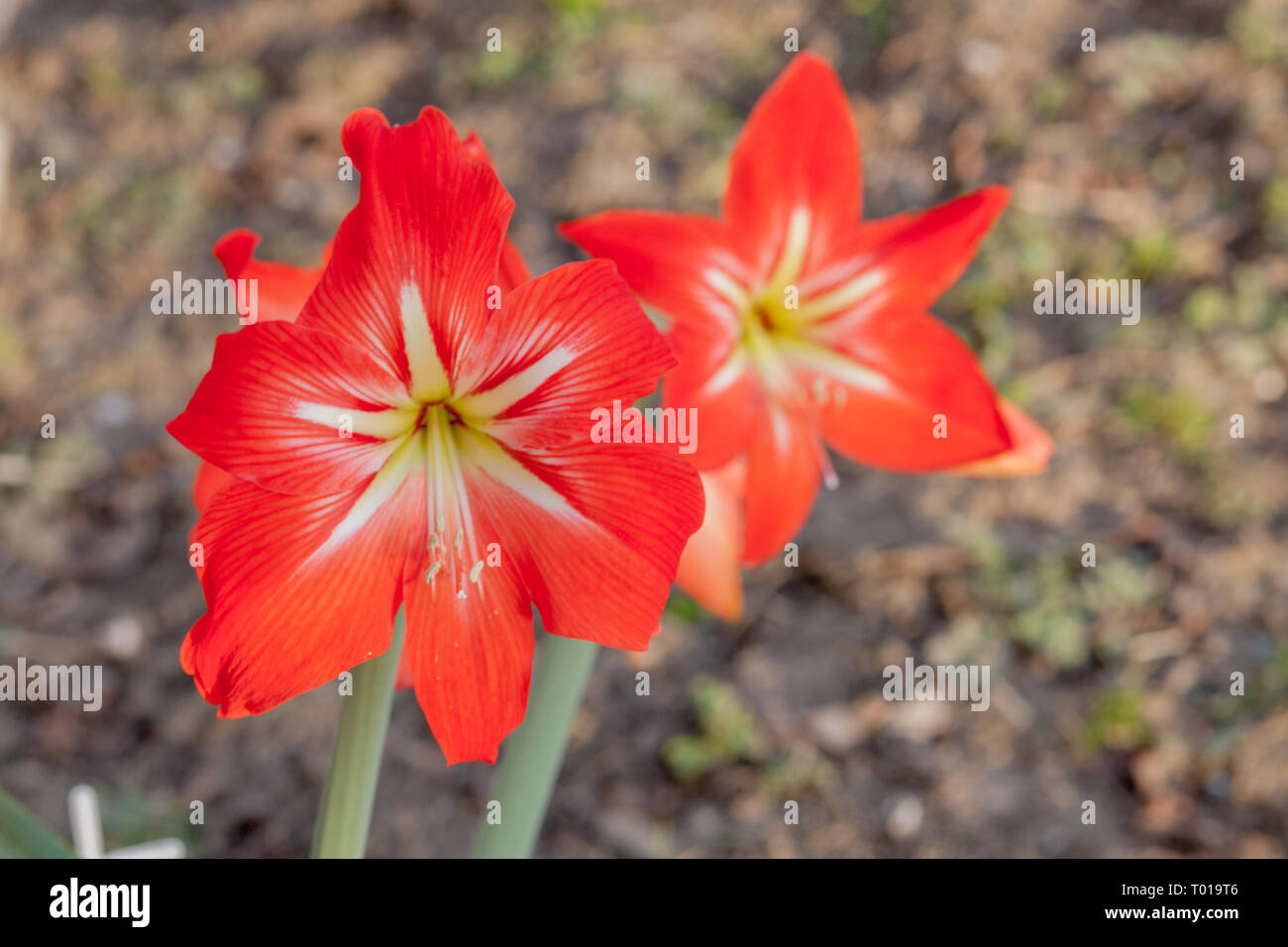 Philadelphia lily hi-res stock photography and images - Alamy