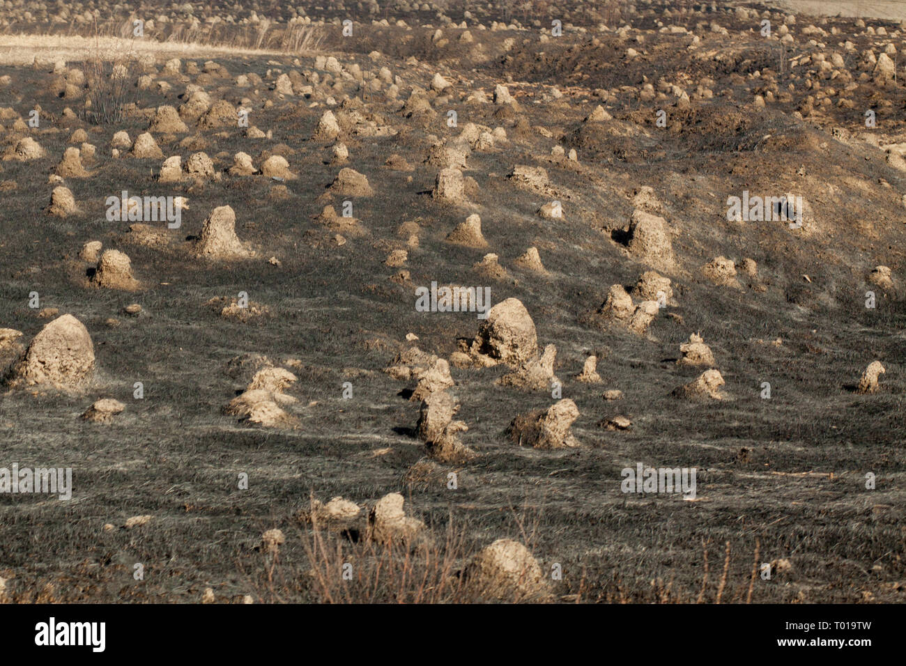 burnt grass in spring ,Closeup arson and burned dry grass background ...