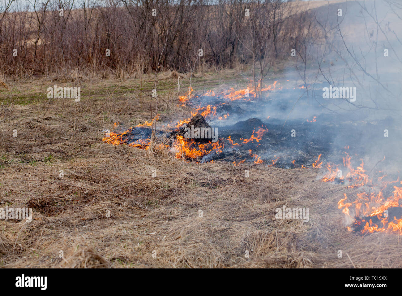 A strong fire spreads in gusts of wind through dry grass, smoking dry ...