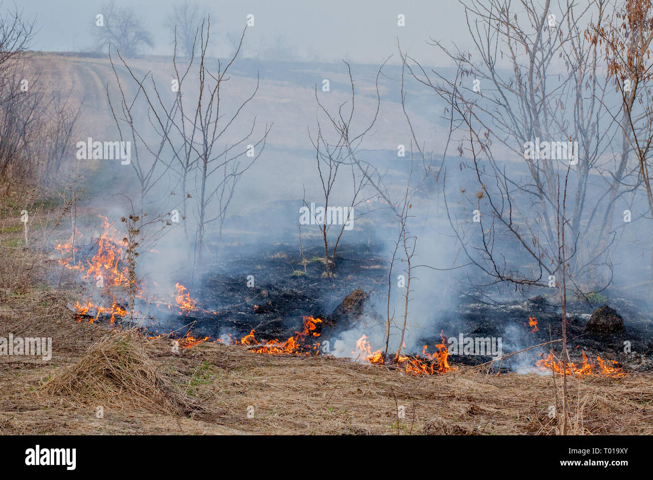 A strong fire spreads in gusts of wind through dry grass, smoking dry ...
