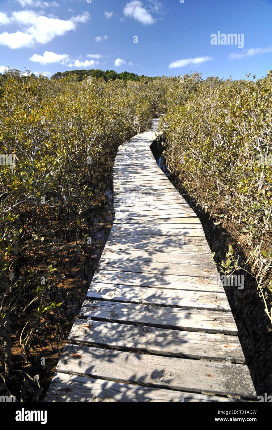 This boardwalk crosses the Waitangi river, then this mangrove swamp ...