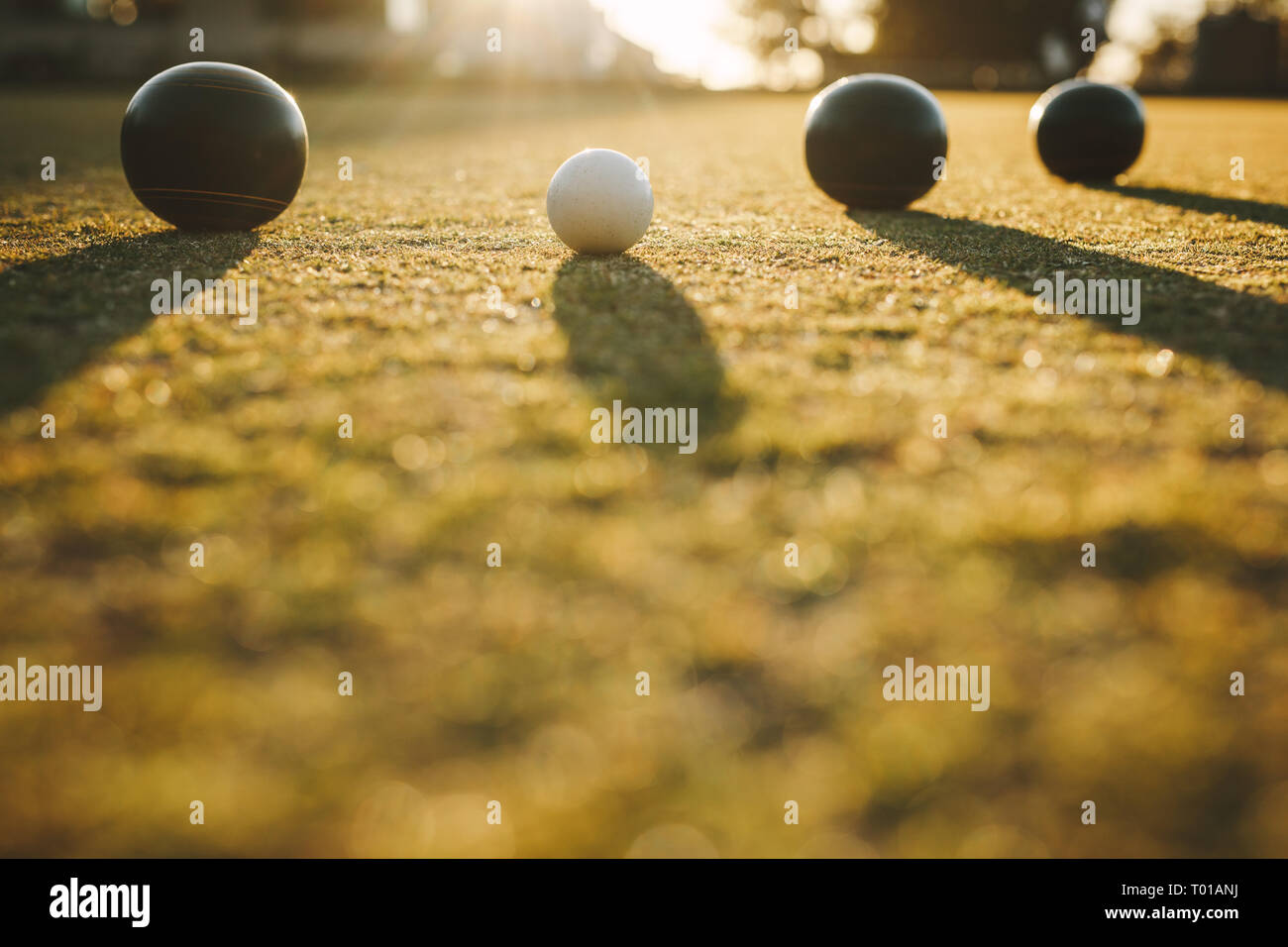 Ground level shot of boules lying near a jack. Three boules and a jack ...