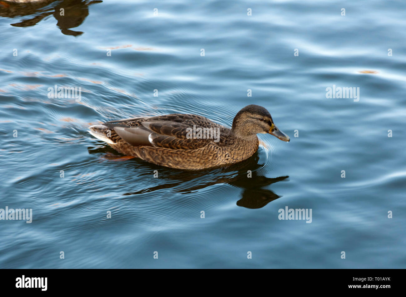 High resolution image of duck hi-res stock photography and images - Alamy