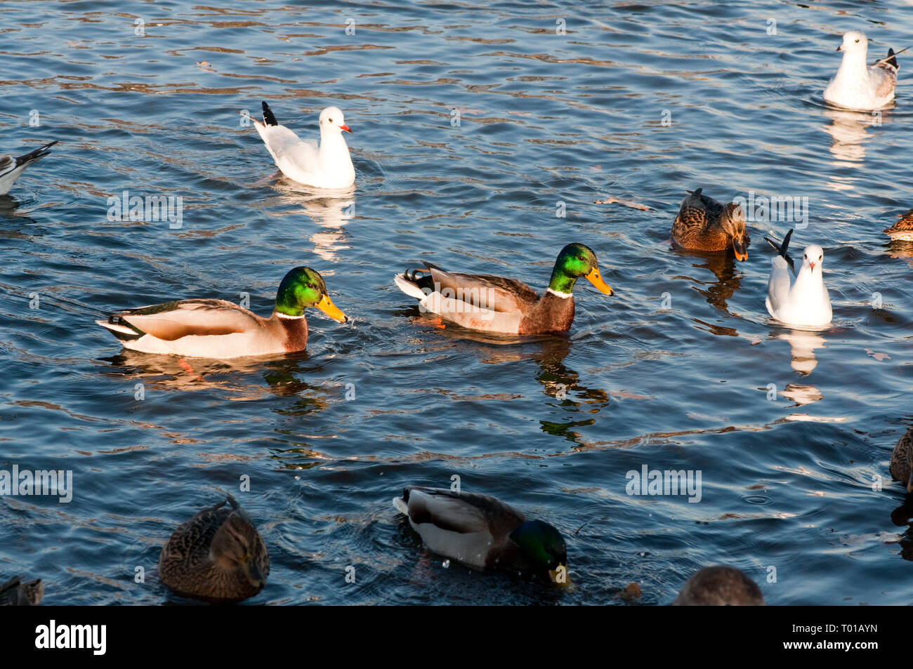 High resolution image. Beautiful Duck. The duck floats on lake Stock ...