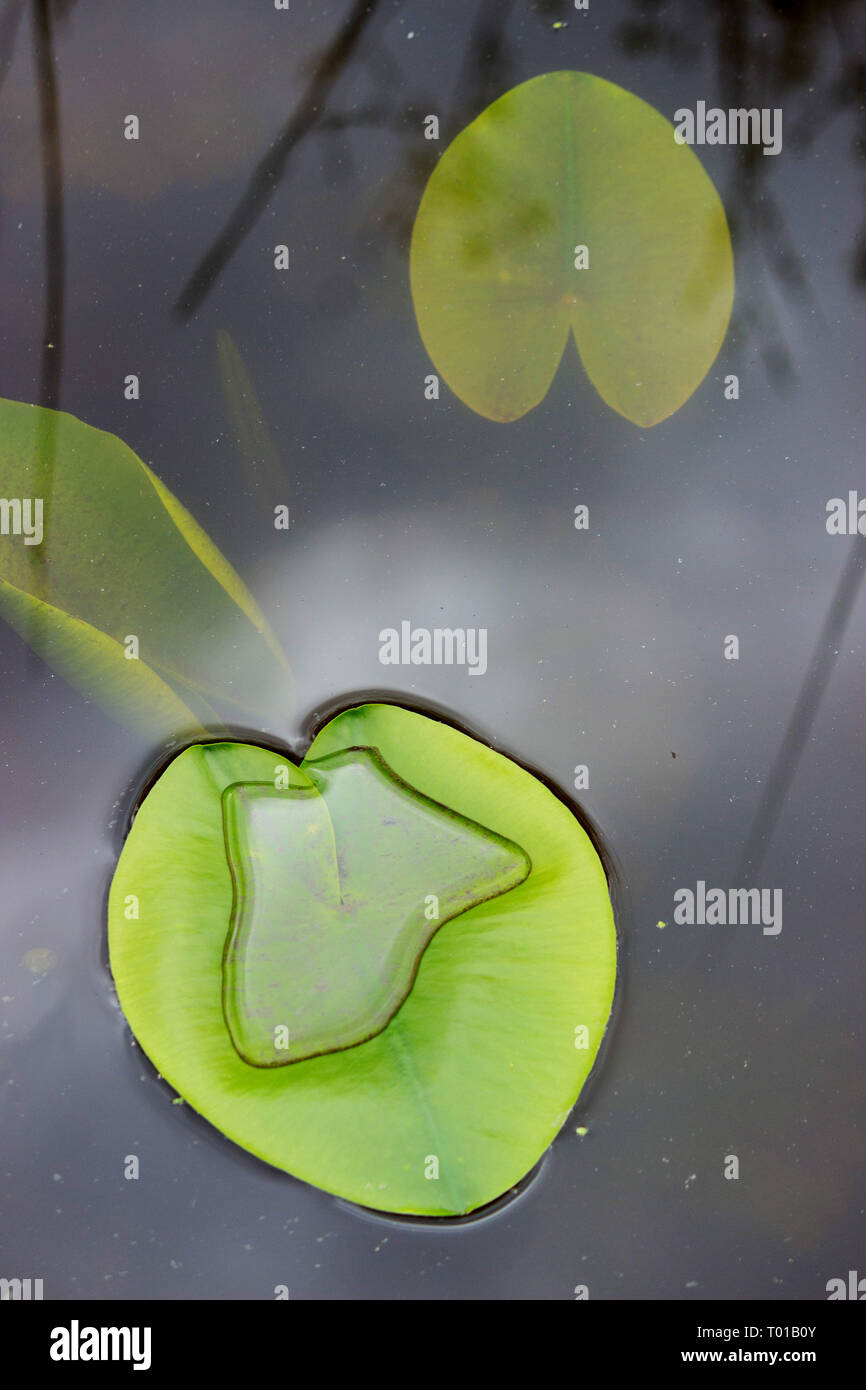 A green lily pad floating on the water surface of a natural outdoor ...