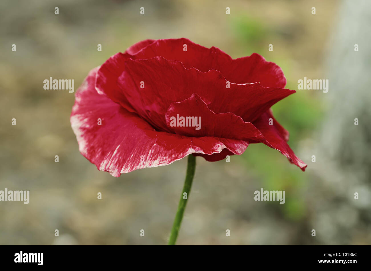 Red poppy flower blooming in the field, floral natural spring ...