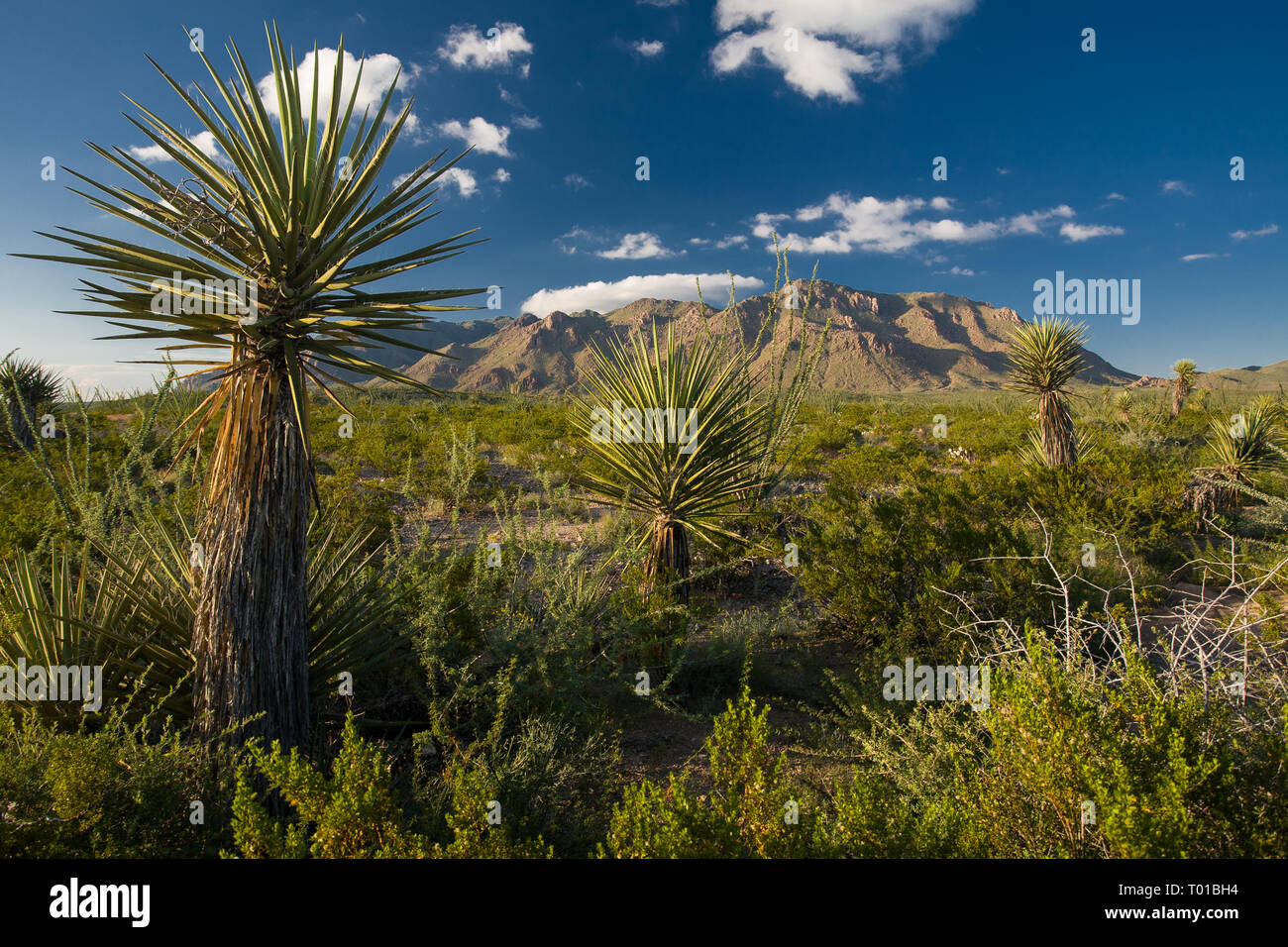 , Hudspeth County, Texas, USA Stock Photo - Alamy