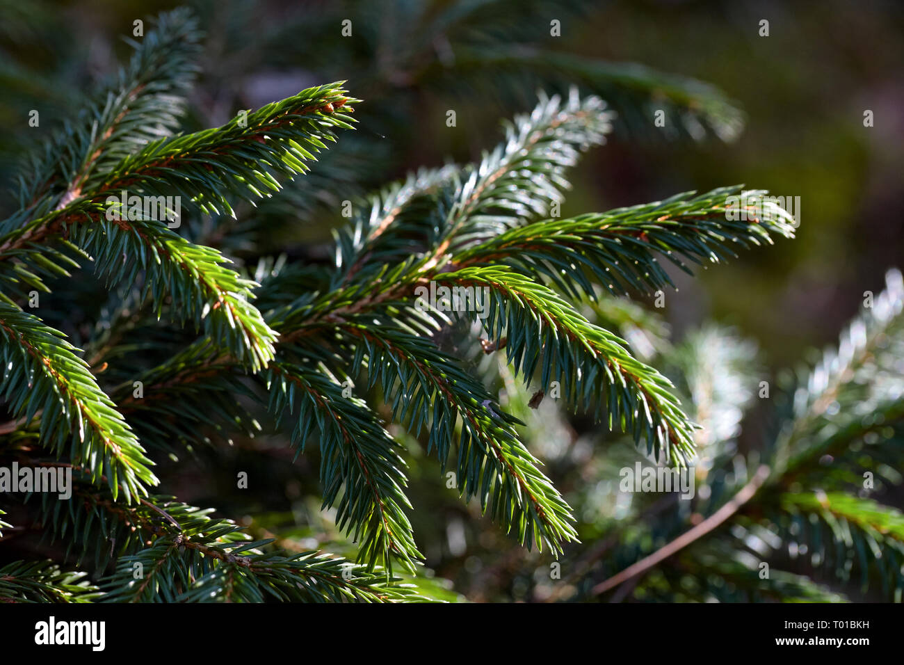 Branches of young fir tree in early spring over blurred forest ...