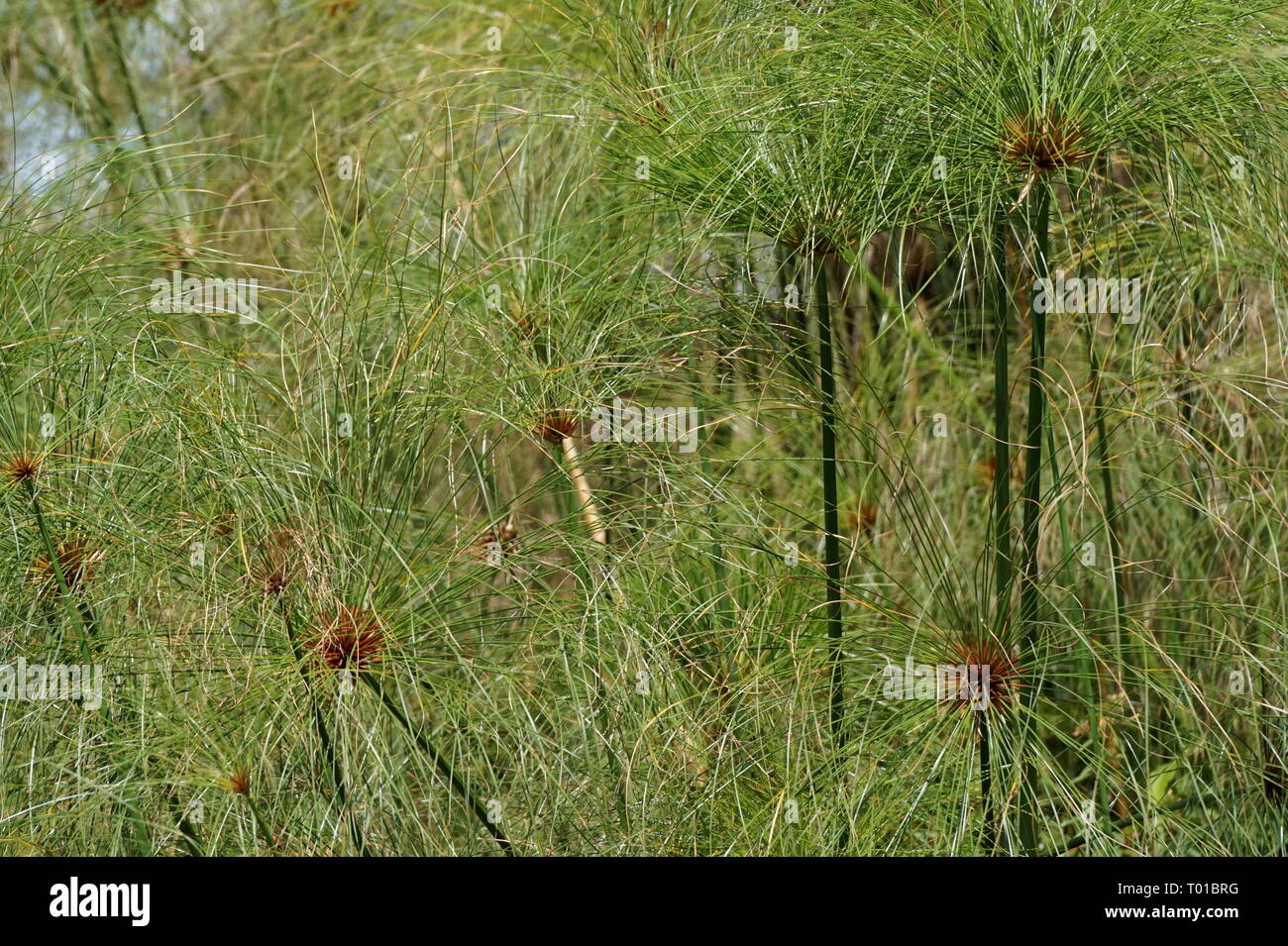 Papyrus grass hi-res stock photography and images - Alamy