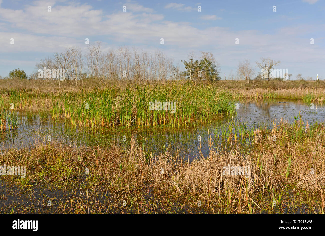 Louisiana scenic swamp hi-res stock photography and images - Alamy