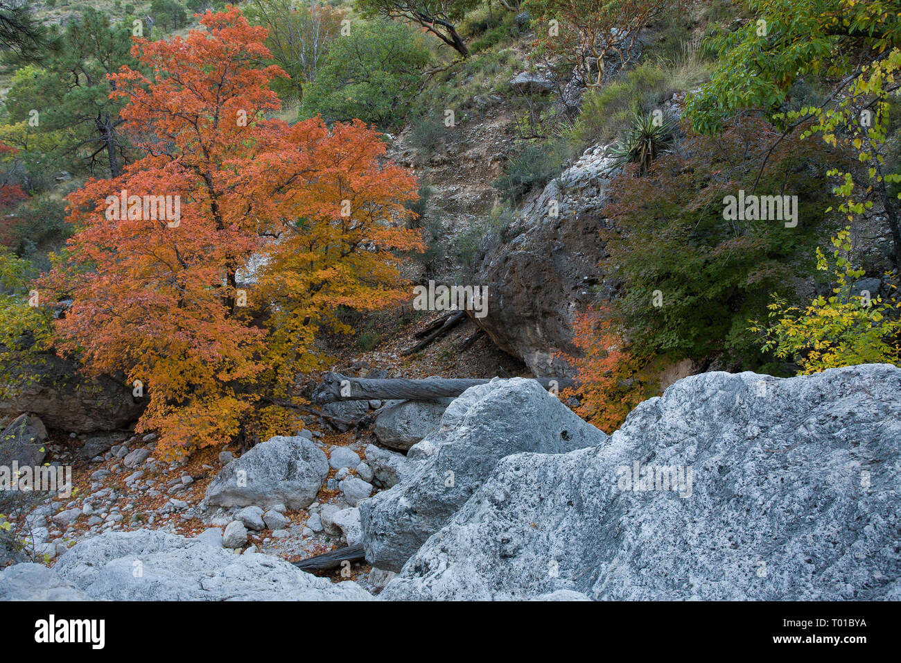 Culberson hi-res stock photography and images - Alamy