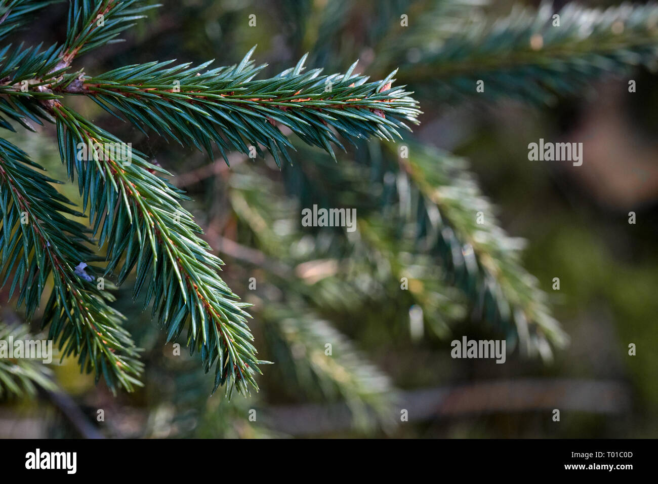 Branches of young fir tree in early spring daytime over blurred forest ...