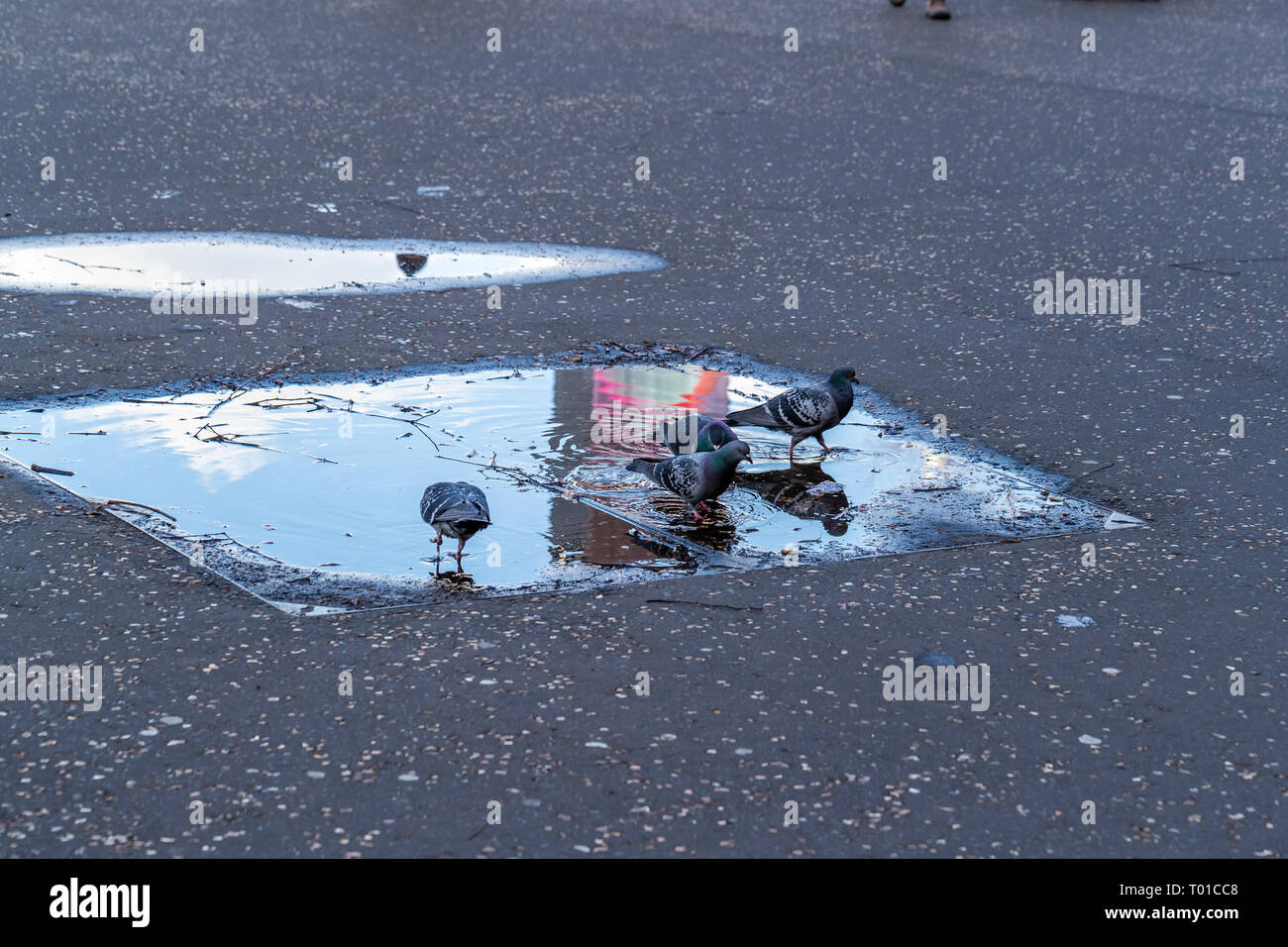 Pigeons bathe in a puddle with the reflection of the Tate Lates sign at ...