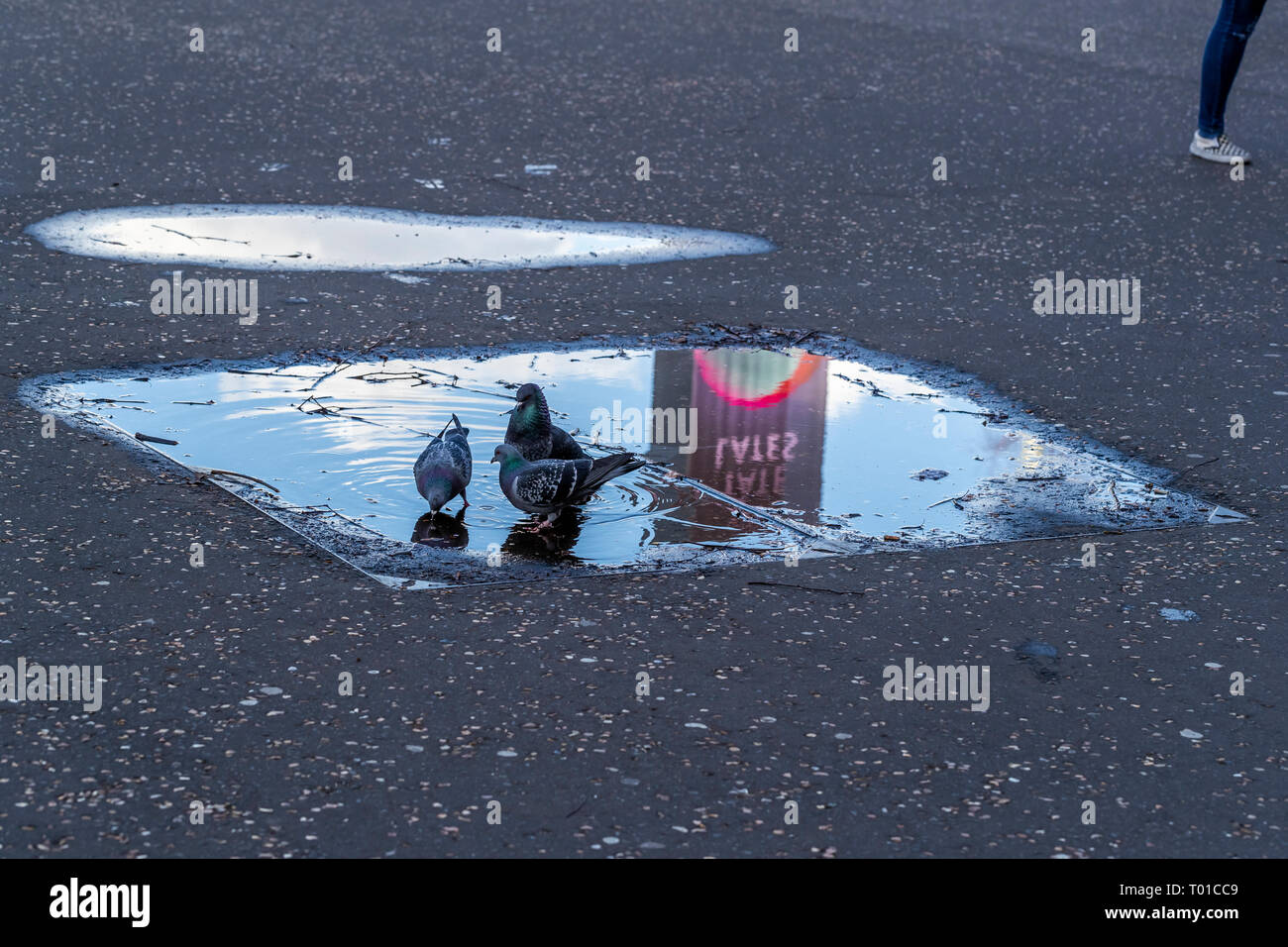 Pigeons bathe in a puddle with the reflection of the Tate Lates sign at ...