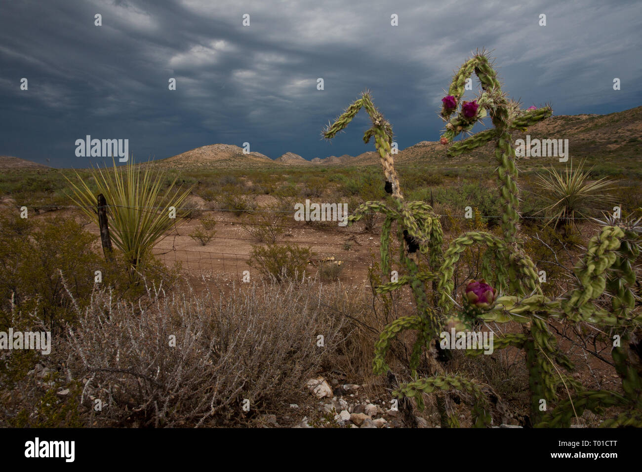 , Brewster County, Texas, USA Stock Photo - Alamy