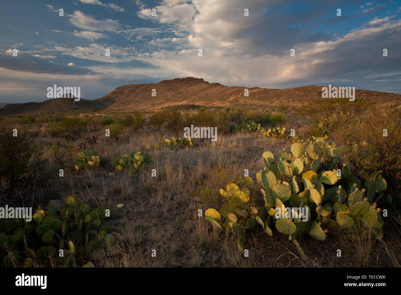 Big Bend National Park, Brewster County, Texas, USA Stock Photo - Alamy