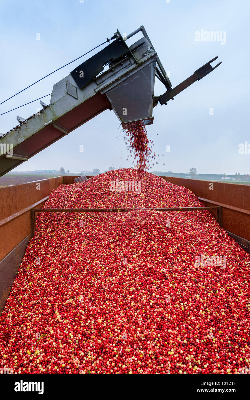 Cranberry farms hi-res stock photography and images - Alamy