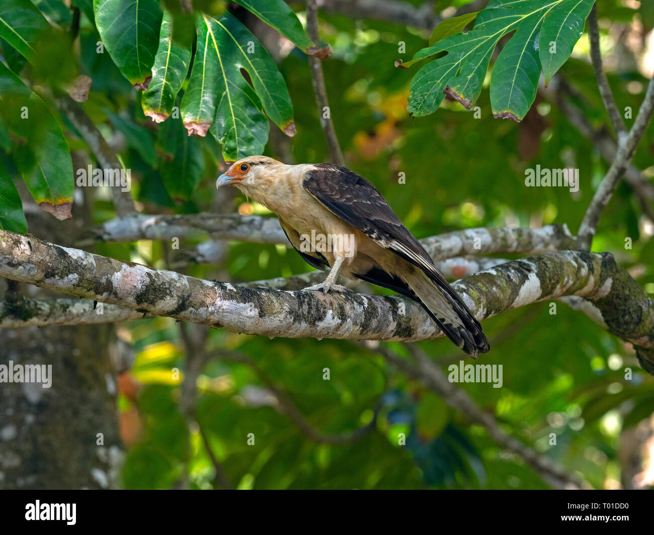 Yellow-headed caracara Milvago chimachima Costa Rica Stock Photo - Alamy