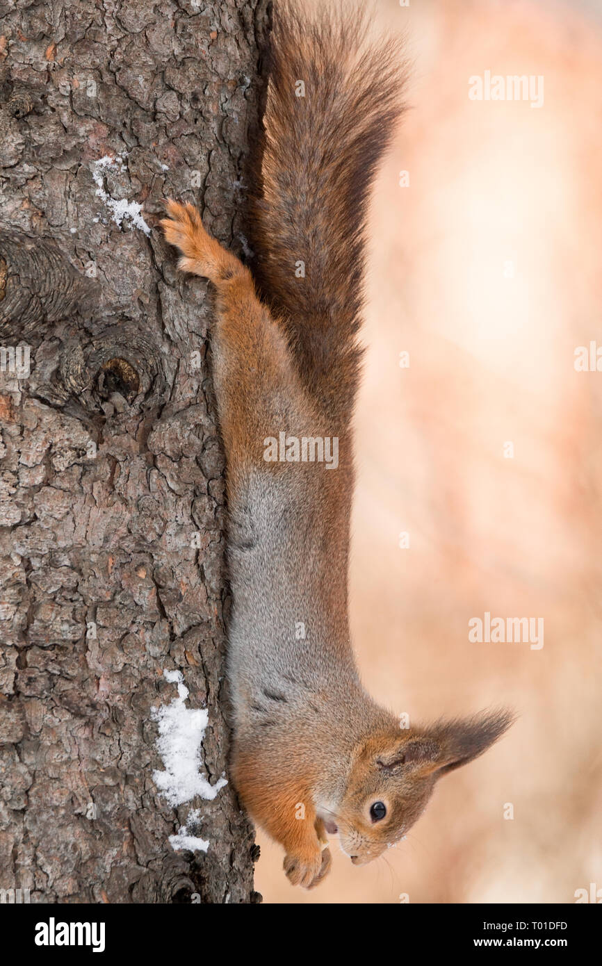 squirrel on the tree winter in the Park, nature Stock Photo - Alamy