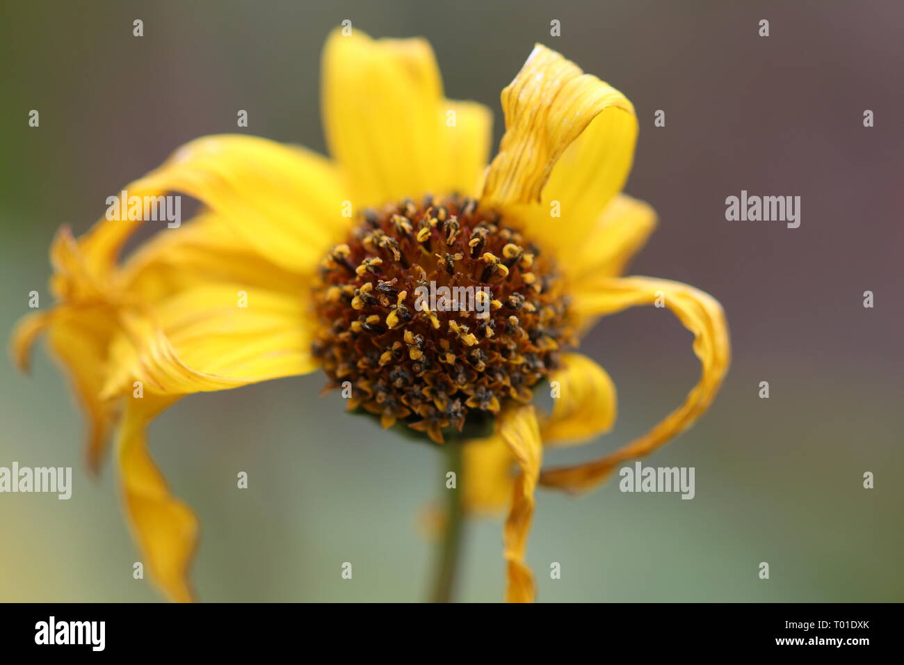 Withered flower hi-res stock photography and images - Alamy