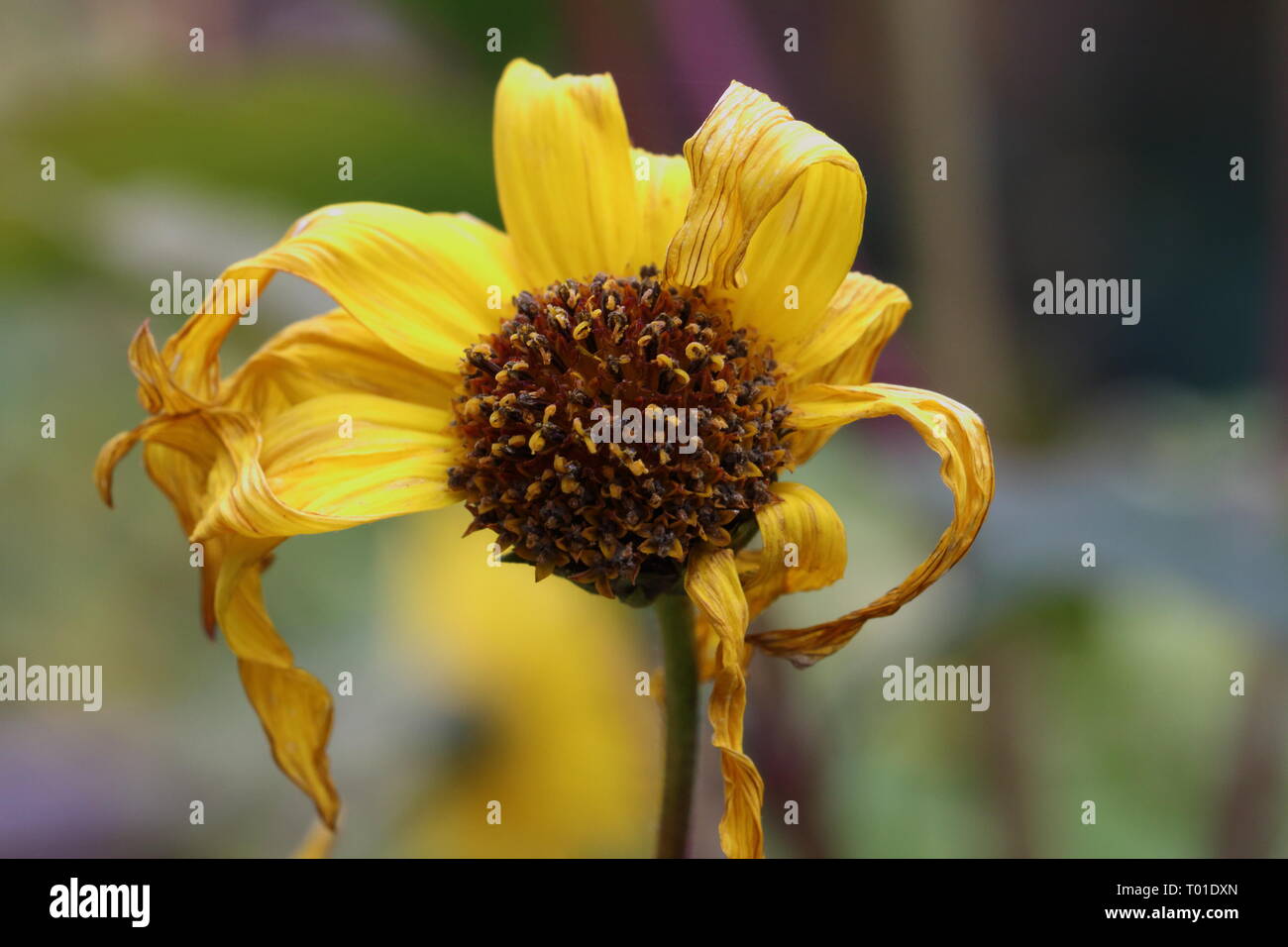 Withered Flower Stock Photos & Withered Flower Stock Images - Alamy