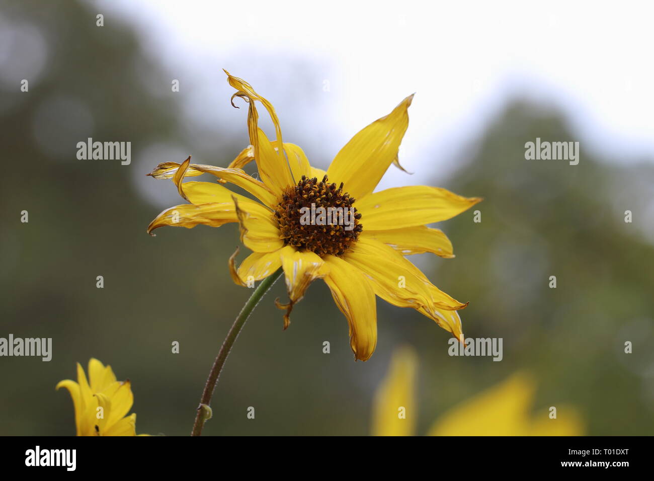 Withered flower hi-res stock photography and images - Alamy