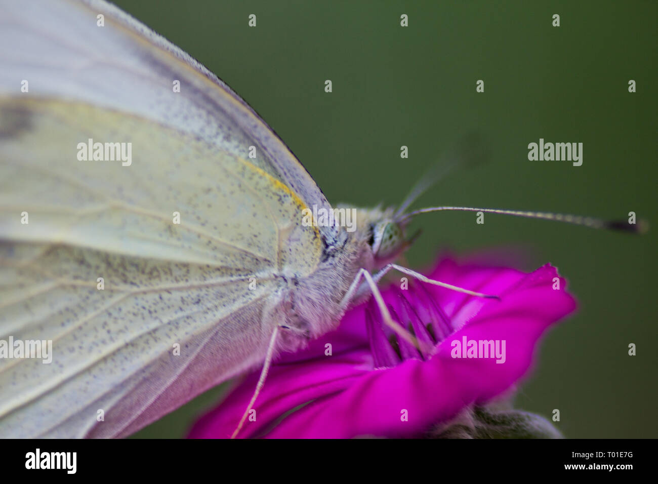 The campion moth hi-res stock photography and images - Alamy
