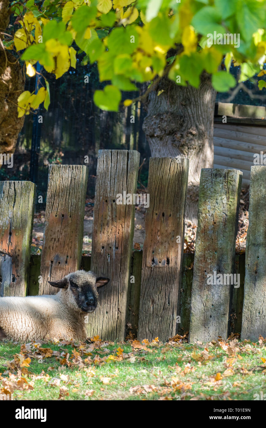 Sheep resting in a shadow under a tree on a farm Stock Photo - Alamy